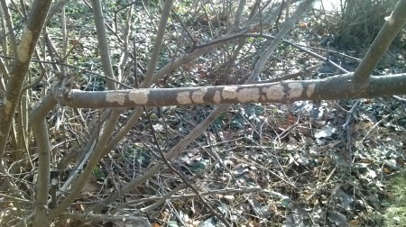 Rabbit Damage – Harkes Landscape Management, LLC