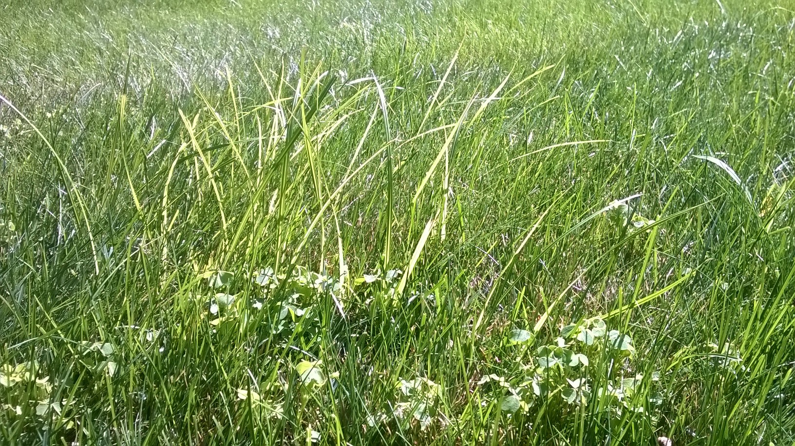 Yellow Nutsedge – Harkes Landscape Management, LLC